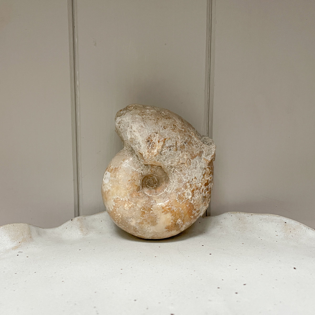Ammonite Fossil Collection – Salt Home